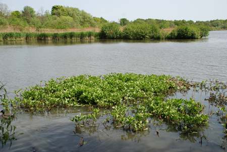 May Wildflower Watch – Bogbean, Garlic Mustard and Skunk Cabbage ...