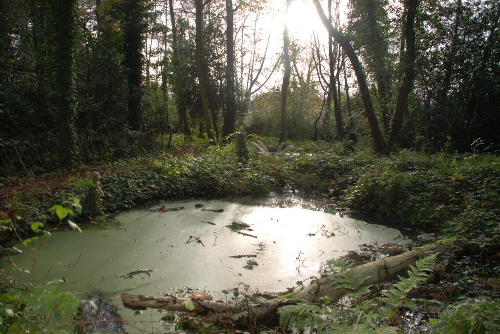 Hotspots and Hidden Gems – The Stew Ponds - Fleet Pond Society