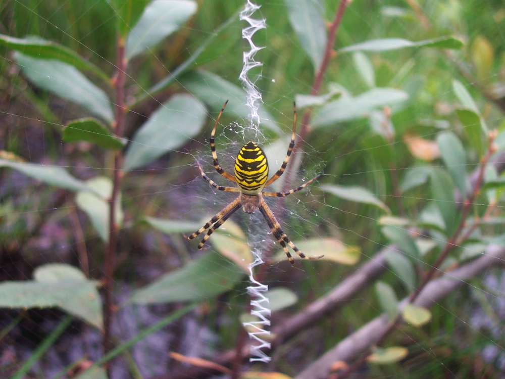 Ranger’s Notebook – Spiders At Fleet Pond - Fleet Pond Society