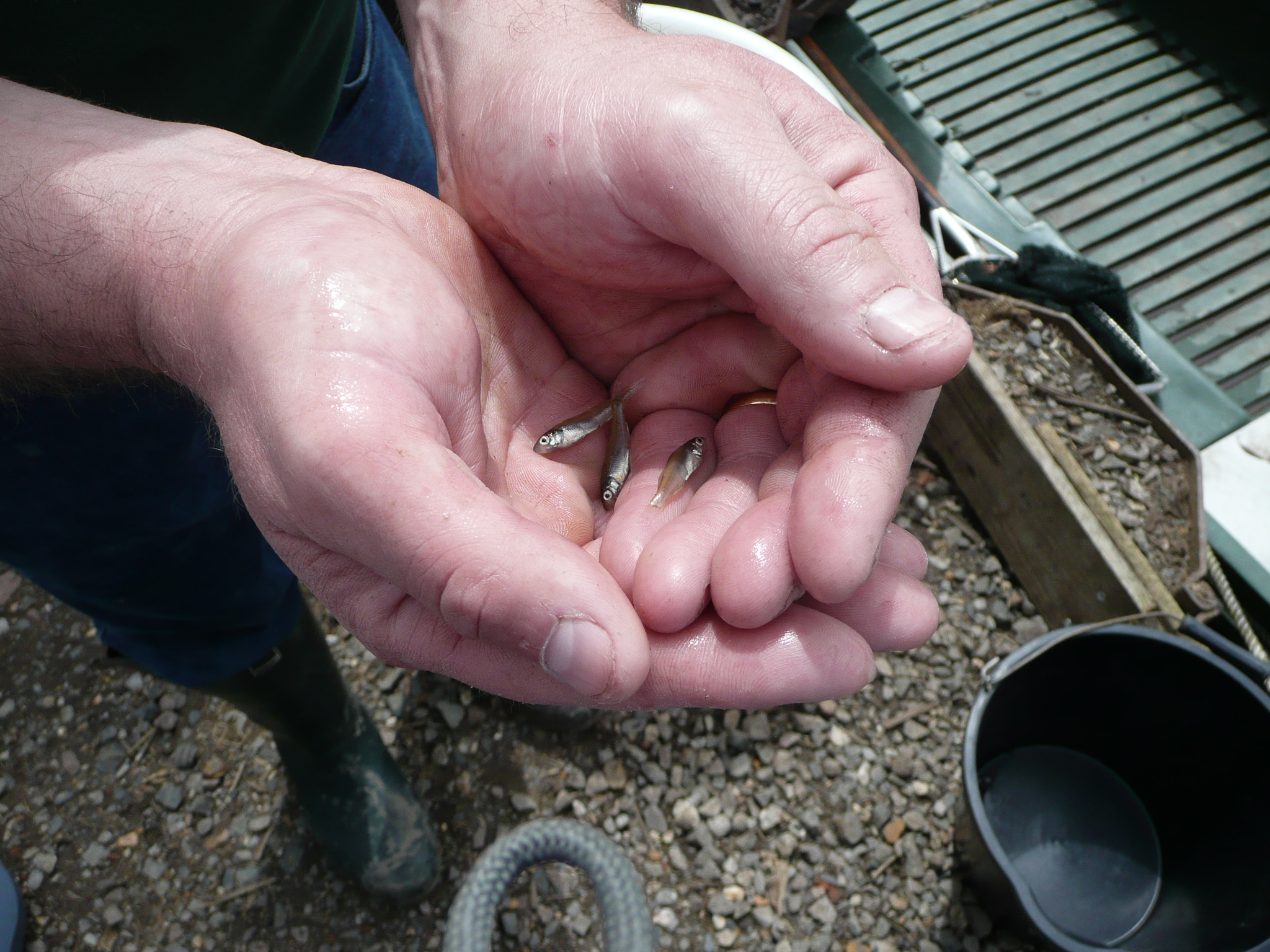 Photos From Fleet Pond Wildlife Day 2014 - Fleet Pond Society
