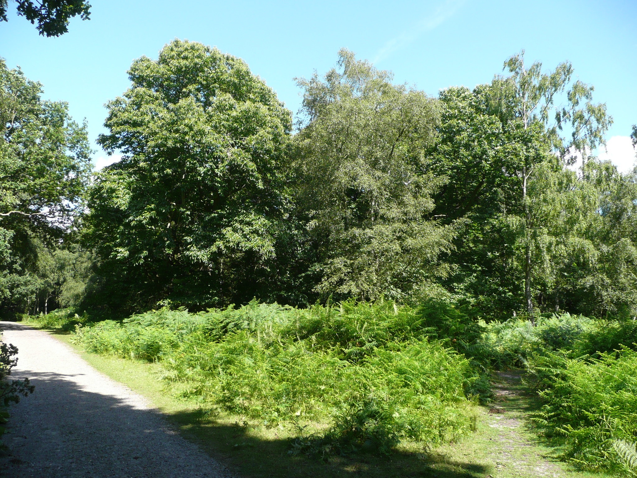 Exploring Fleet Pond And It’s Environs - Fleet Pond Society