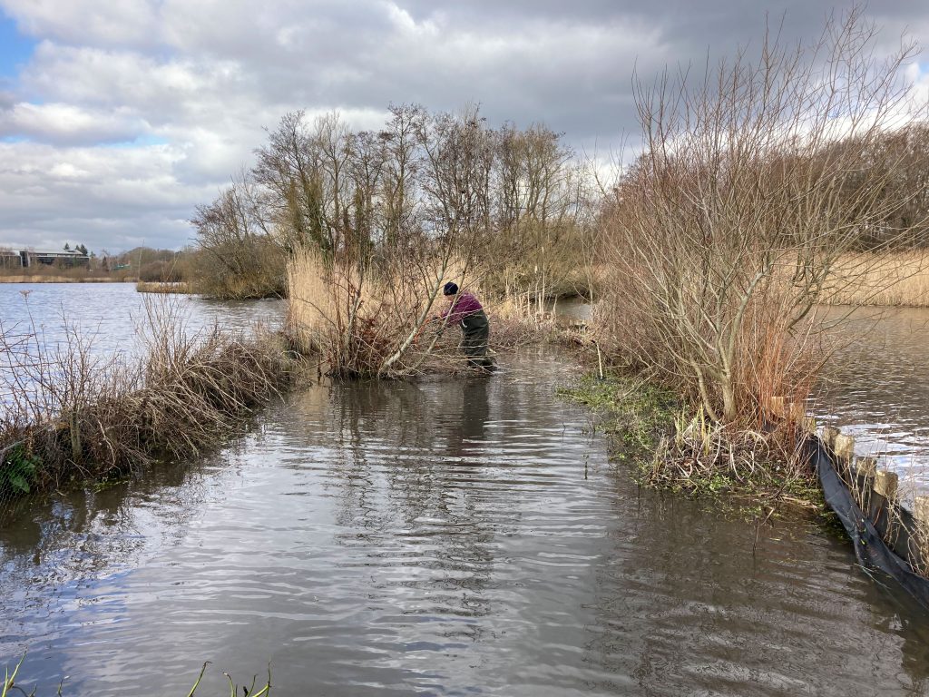 Bogbean barrier protects islands - Fleet Pond Society